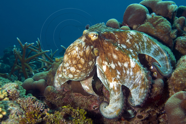 Pathfinder School Coral Reef Project