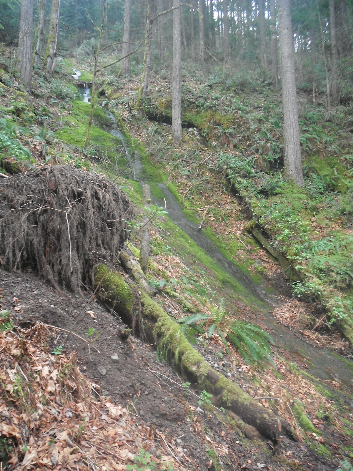 YOH!: Talus Rocks Hike at Tiger Mountain