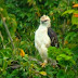 Species Flores Hawk-Eagle | Animals In The World