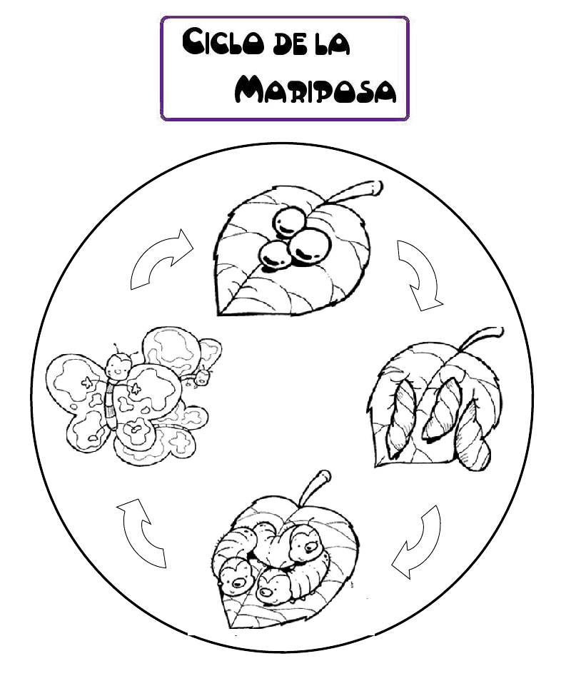 Dibujos Para Colorear Del Ciclo De Vida De Las Mariposas
