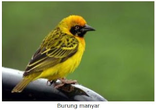 burung mania: Burung manyar