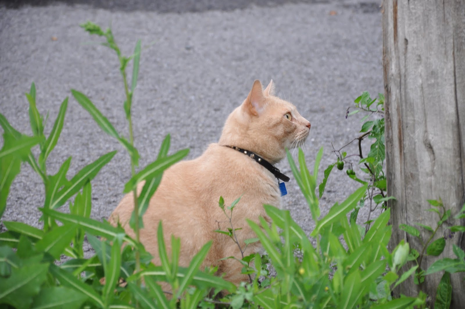 Limoilou et ses chats: Chat beige