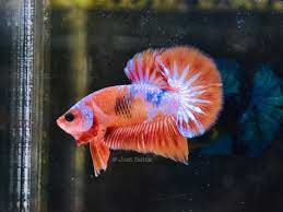 Ikan Cupang Fancy dan Jenisnya