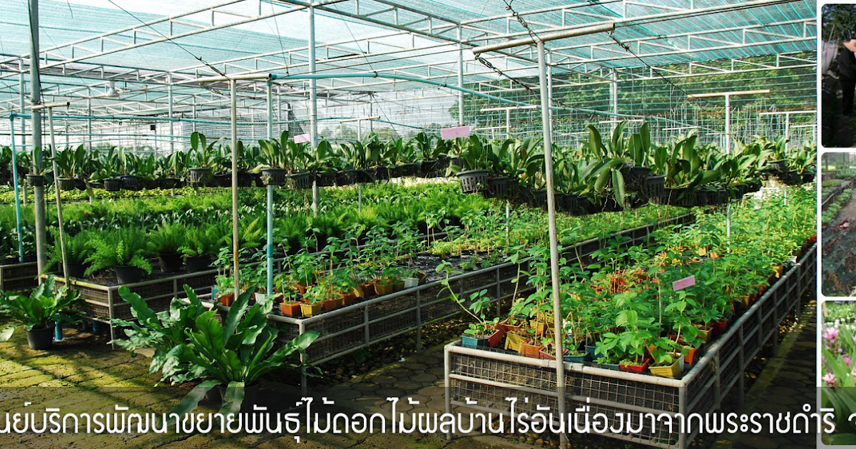 โครงการศูนย์บริการพัฒนาขยายพันธุ์ไม้ดอกไม้ผลบ้านไร่ อันเนื่องมาจาก