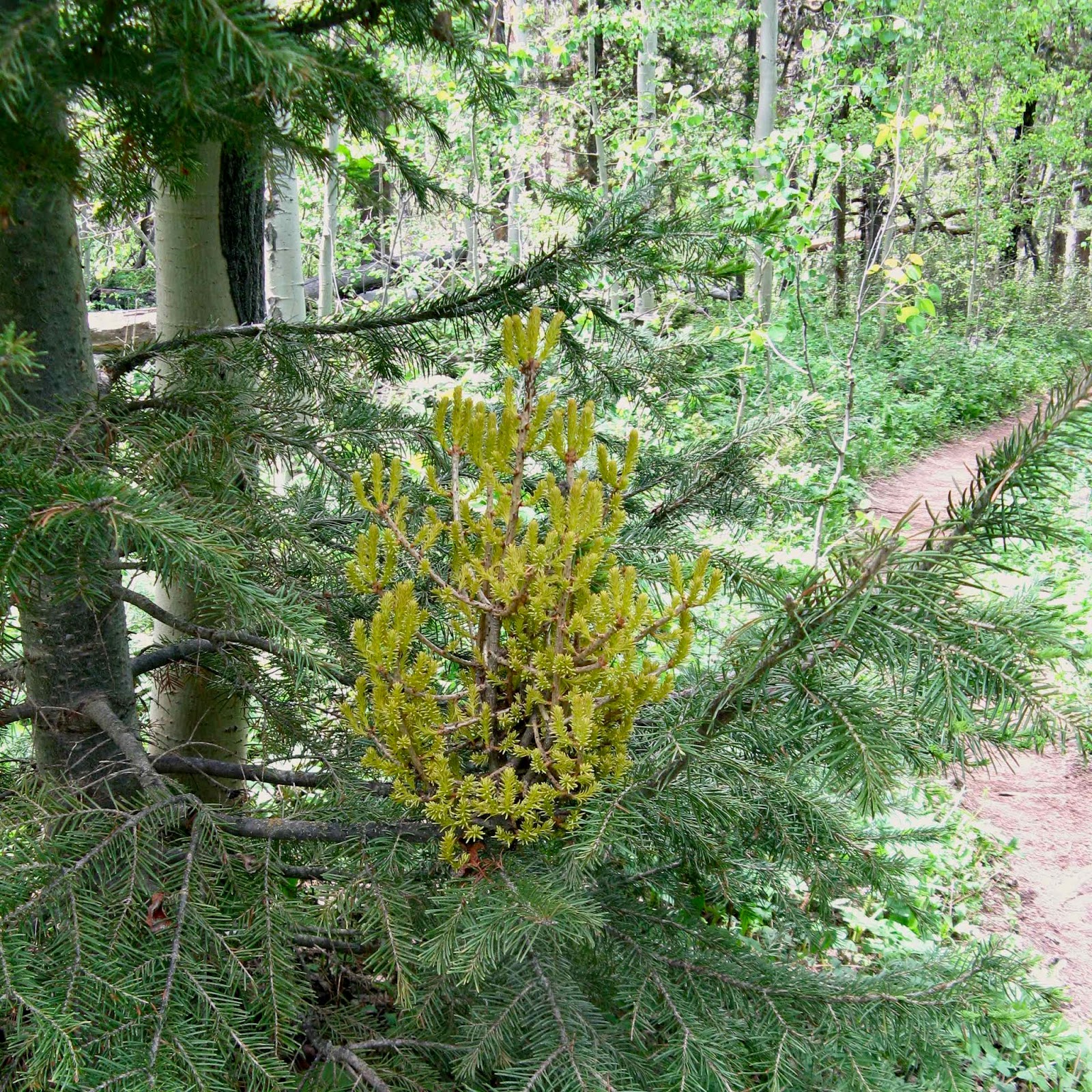 In the Company of Plants and Rocks: Rust in the Forest – complicated ...