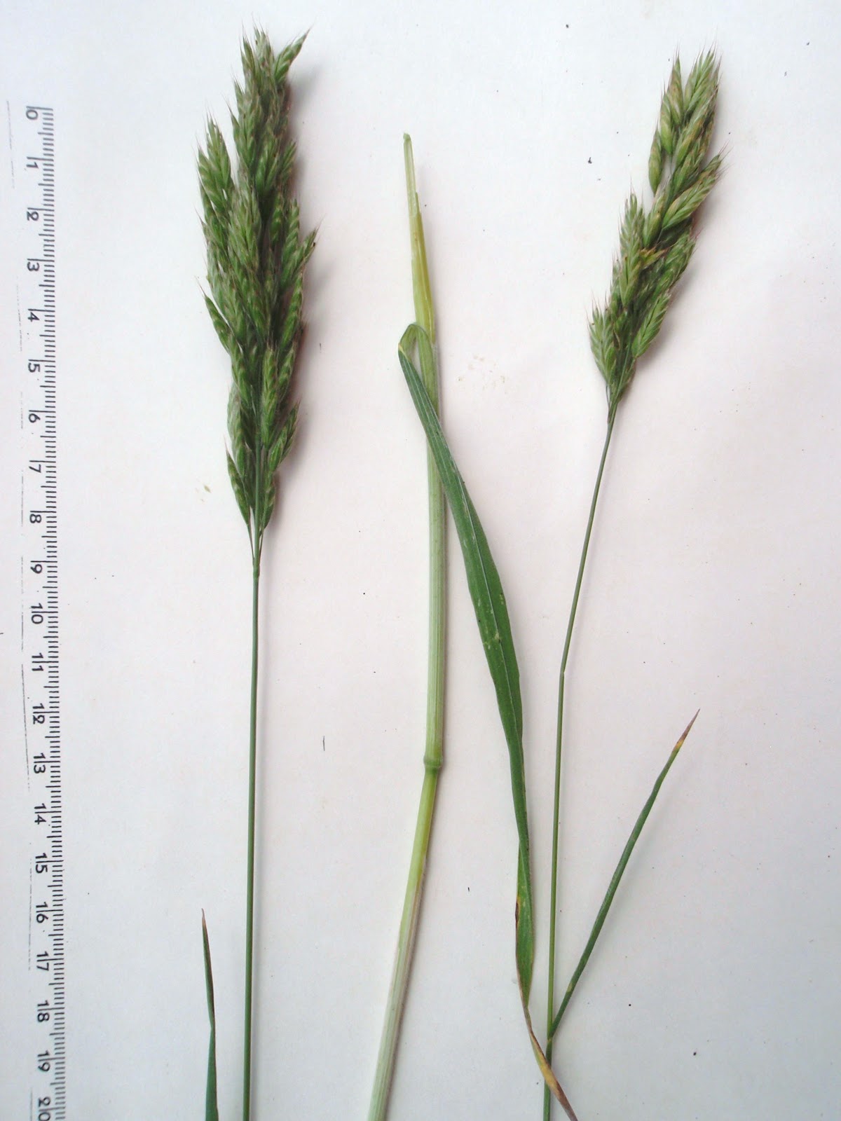 HERBARIO VIRTUAL DE BANYERES DE MARIOLA Y ALICANTE: Bromus hordeaceus ...