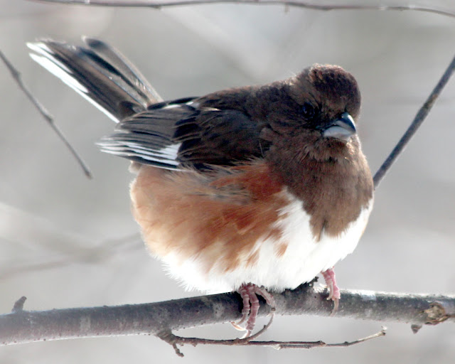 JBigg: Life in Kentucky: At the Feeders and in the Trees - Week 24