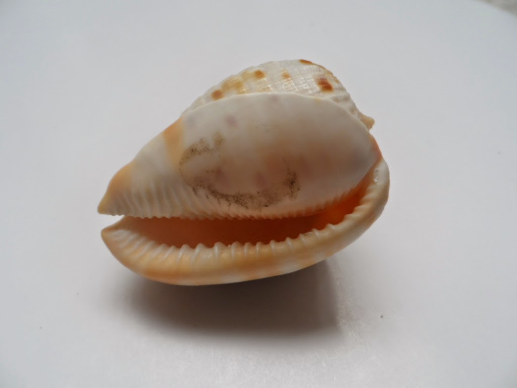 conchas y caracoles: enero 2015