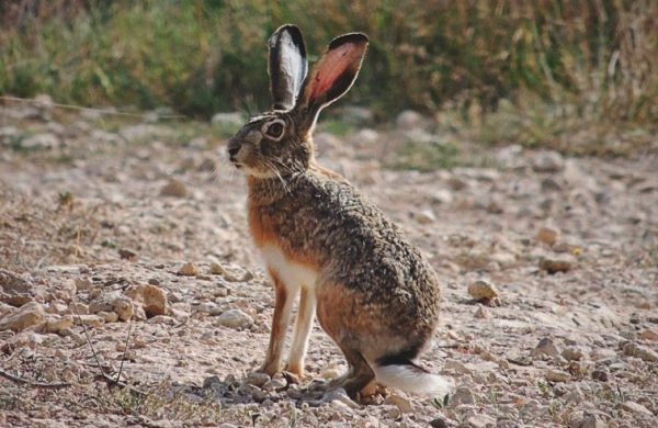 Anécdotas de un profesor: La liebre