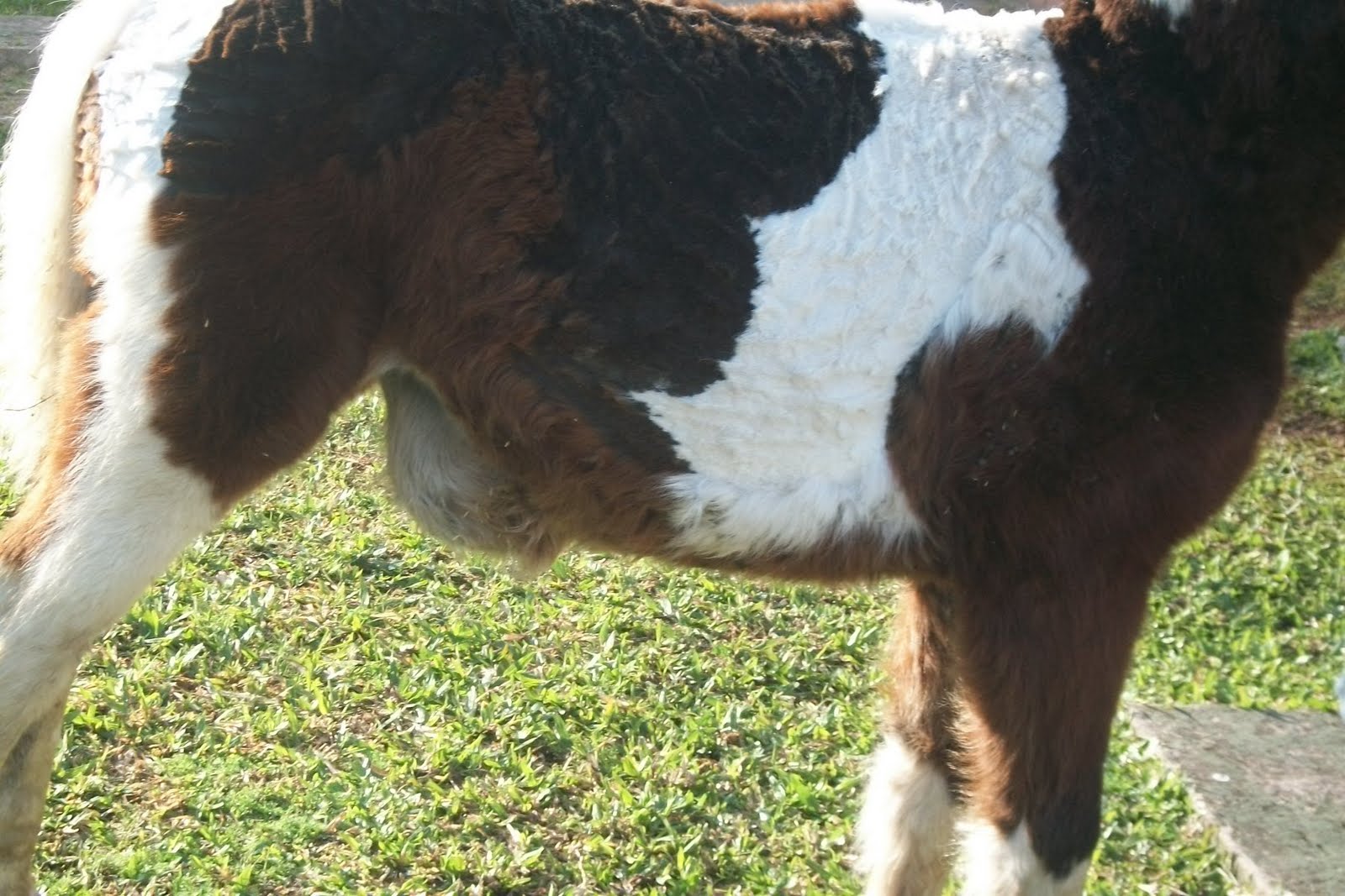 Medicina Veterinária: Hernia umbilical em potro.
