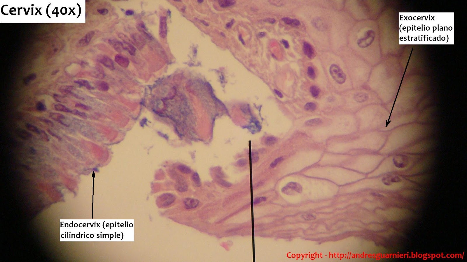 Medicina - Histología Humana / Medicine - Human Histology