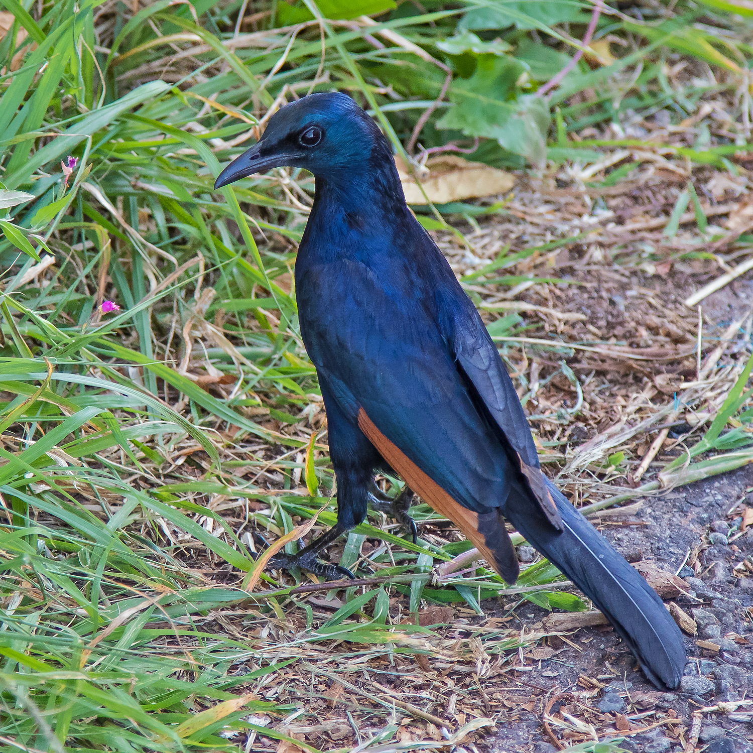 South Africa November 2015: Red-winged Starling, South Africa