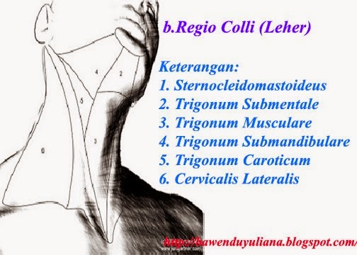 Nurse Pasti Bisa: ANATOMI DAN REGIO TUBUH MANUSIA
