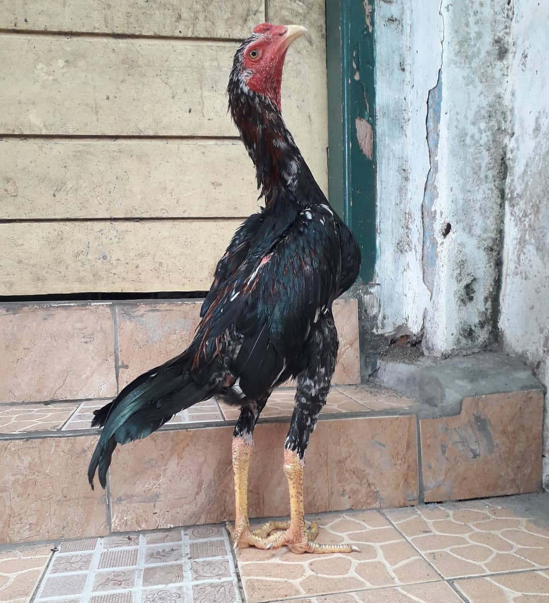 Ayam Aduan Garut: ANAK AYAM PAKHOY SUPER