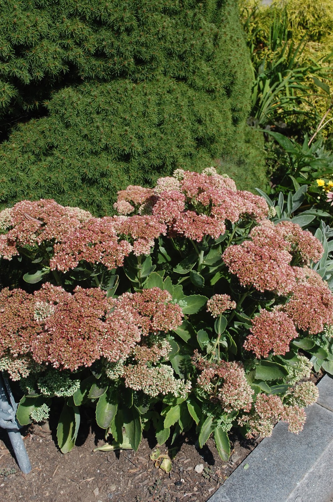 Sprouts: Growing Sedum for Beginners