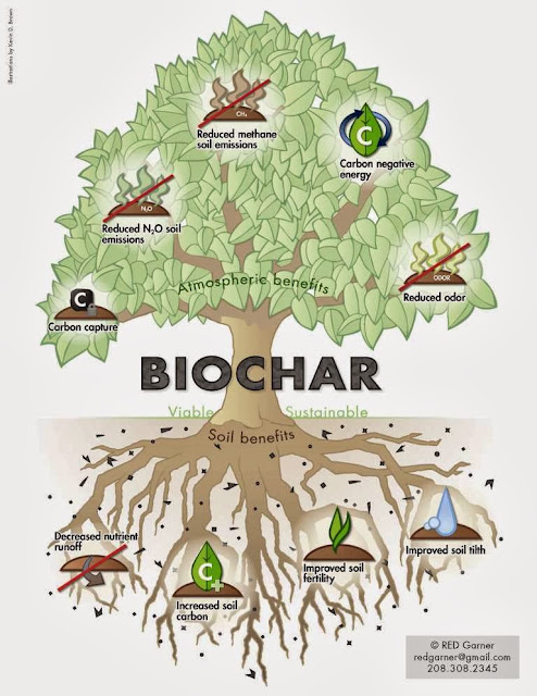 Applications of rice husk biochar (RHB) into soil