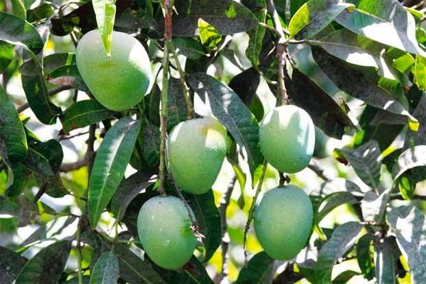 Kerala Tourism: Mango Mania in Kerala