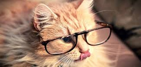 Super Amizades: AS 5 RAÇAS DE GATOS MAIS INTELIGENTES DO MUNDO