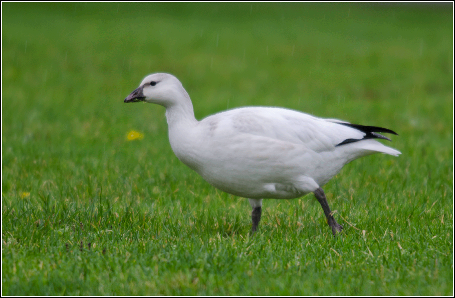 Explorations of an Ecologist: juvenile Ross's x Snow Goose - North Bay
