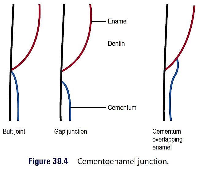 cementum 1 (cemento-enamel junction) l Oral histology & biology MCQs ...