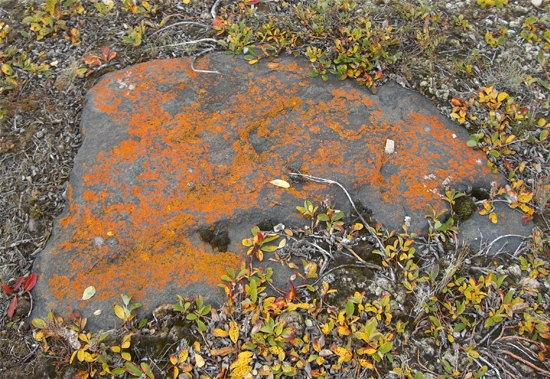 El Paisaje ............: PROCESOS DE METEORIZACIÓN