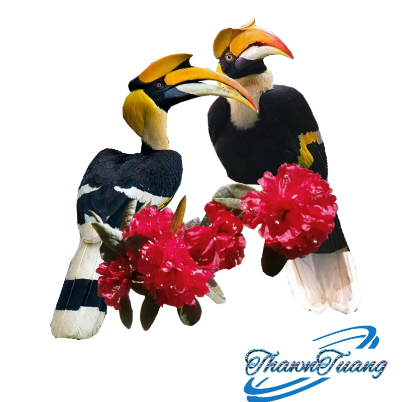 Zomite leh Vaphual Omzia | Zomi Today