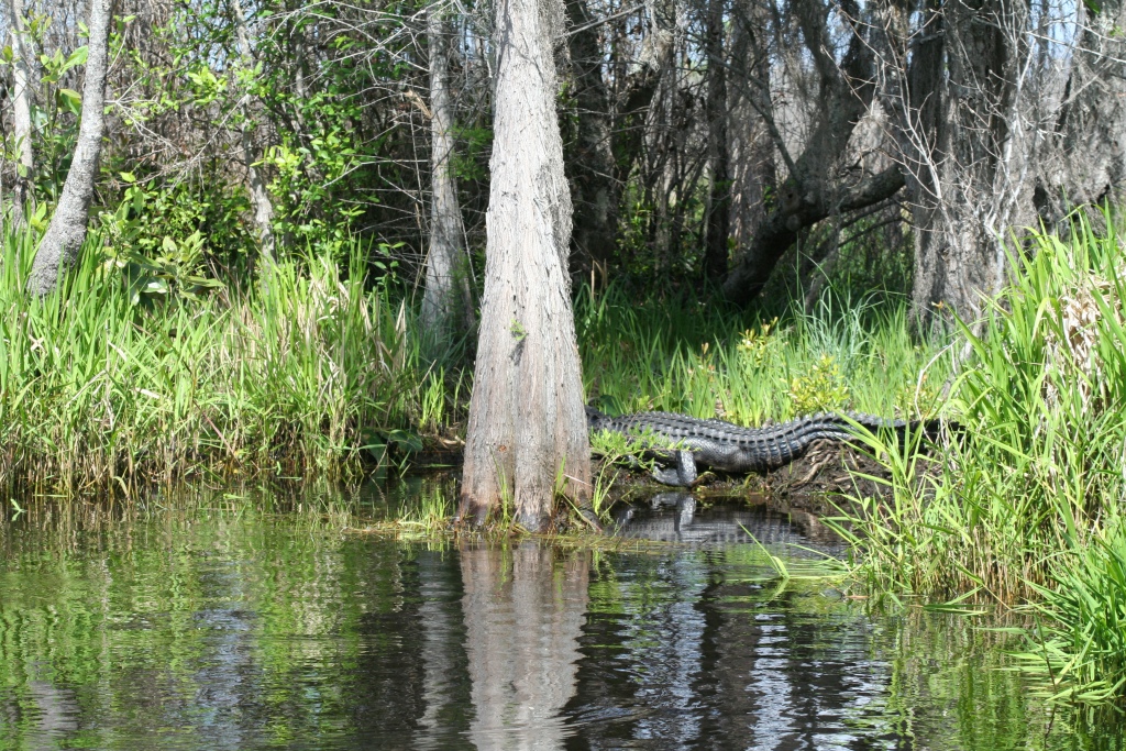 Happily Homemaking...: Walsman's encounter with Okefenokee Swamp