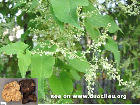 Fleeceflower root (Heshouwu)-Polygonum multiflorum Thunb