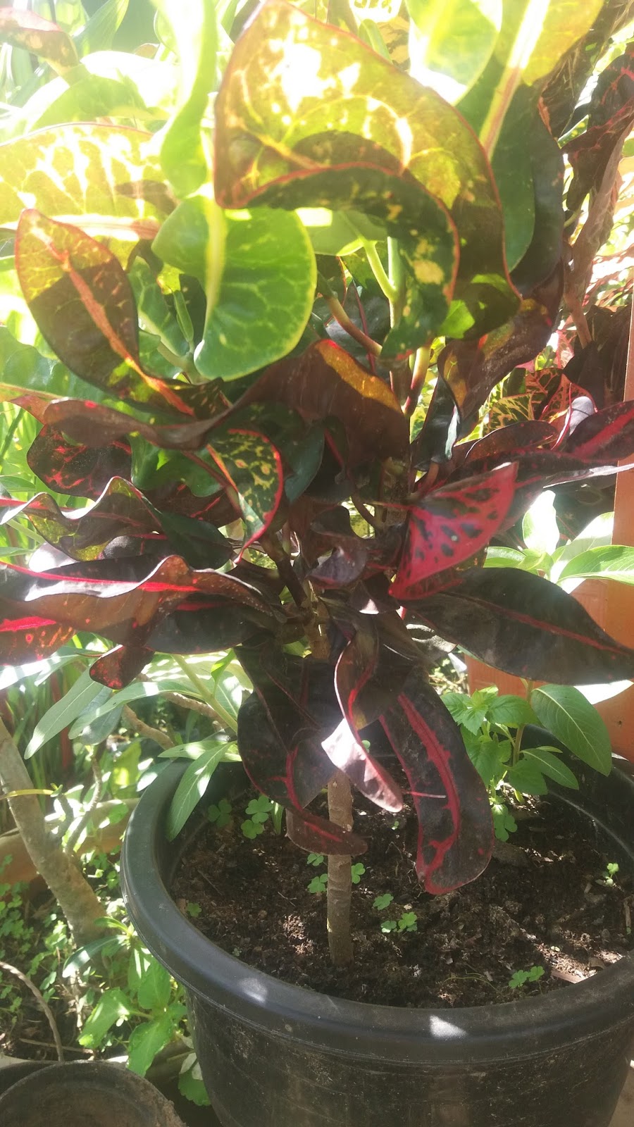 Mengenal Bunga Puring