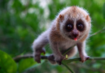 Loris | The Life of Animals