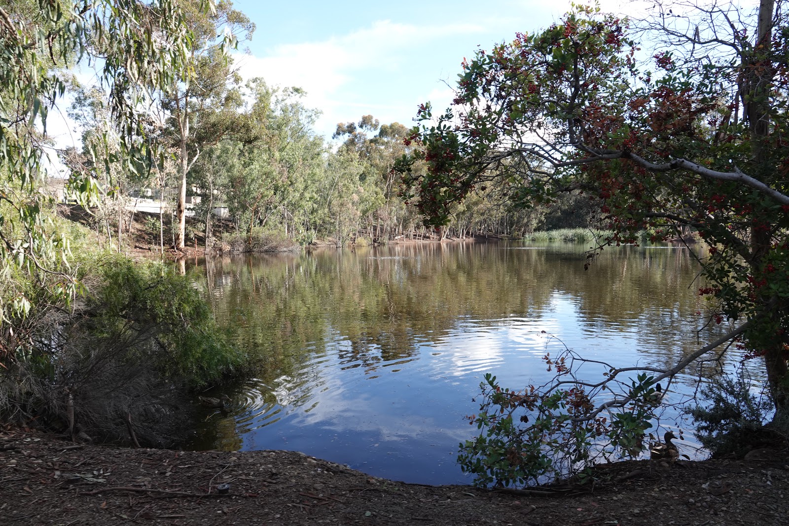 Looking for Ponds: San DIego Evans/Library