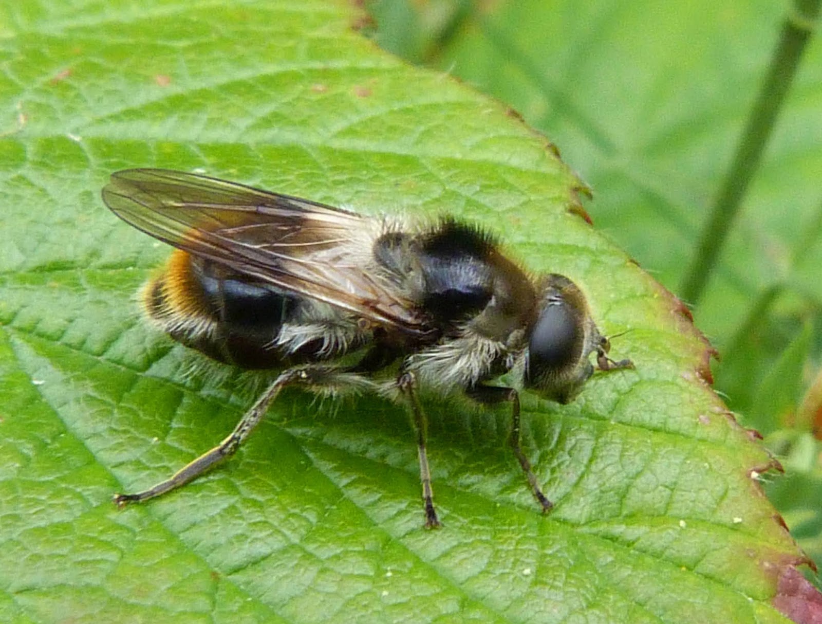 Insects of Scotland: Hoverflies