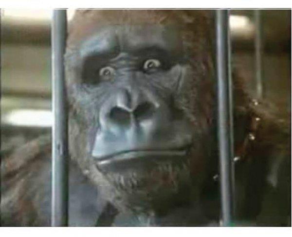 Hollywood Gorilla Men
