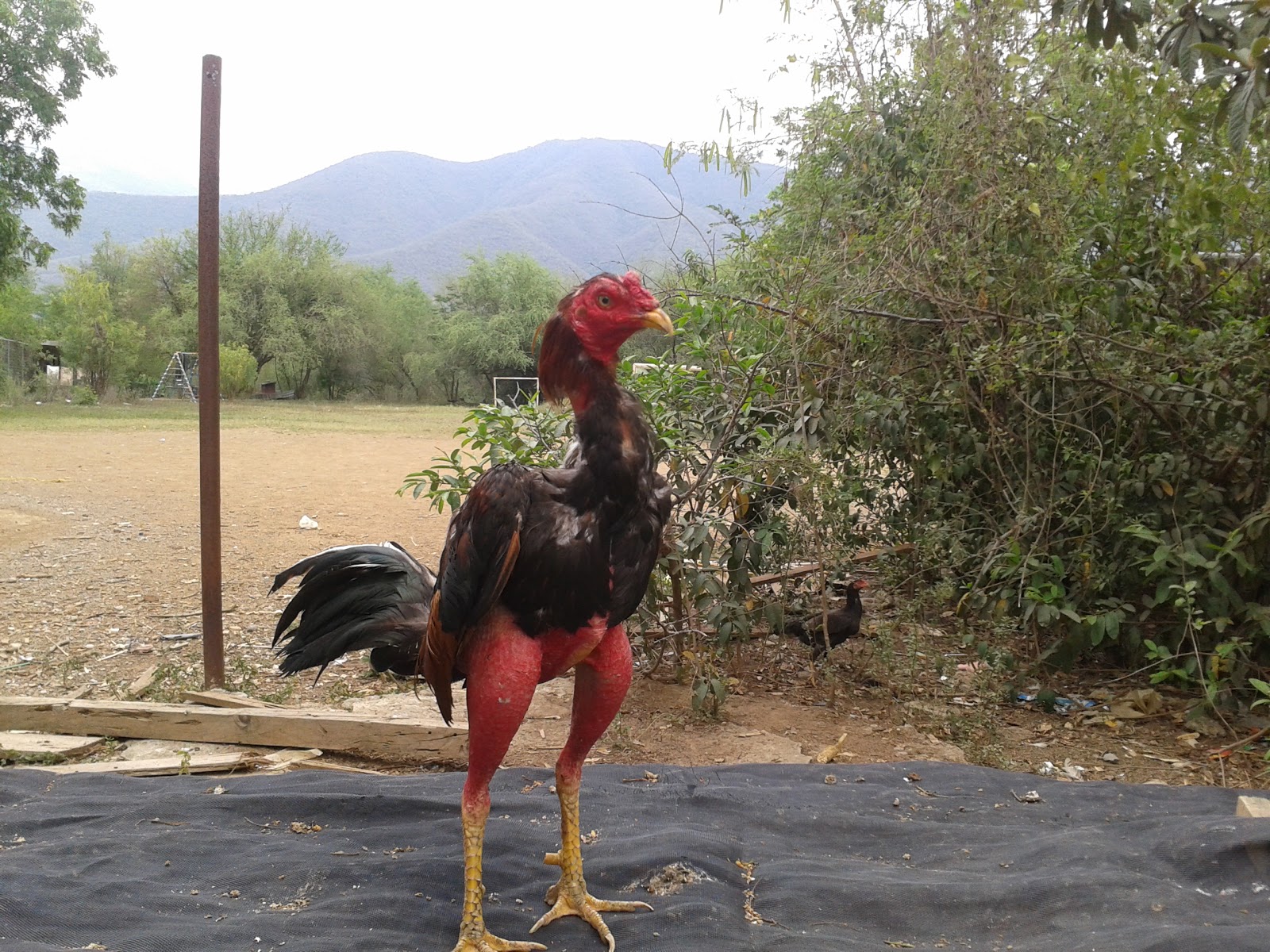 GALLEROS 1/4 DE REDONDA: Partido las Chana´s