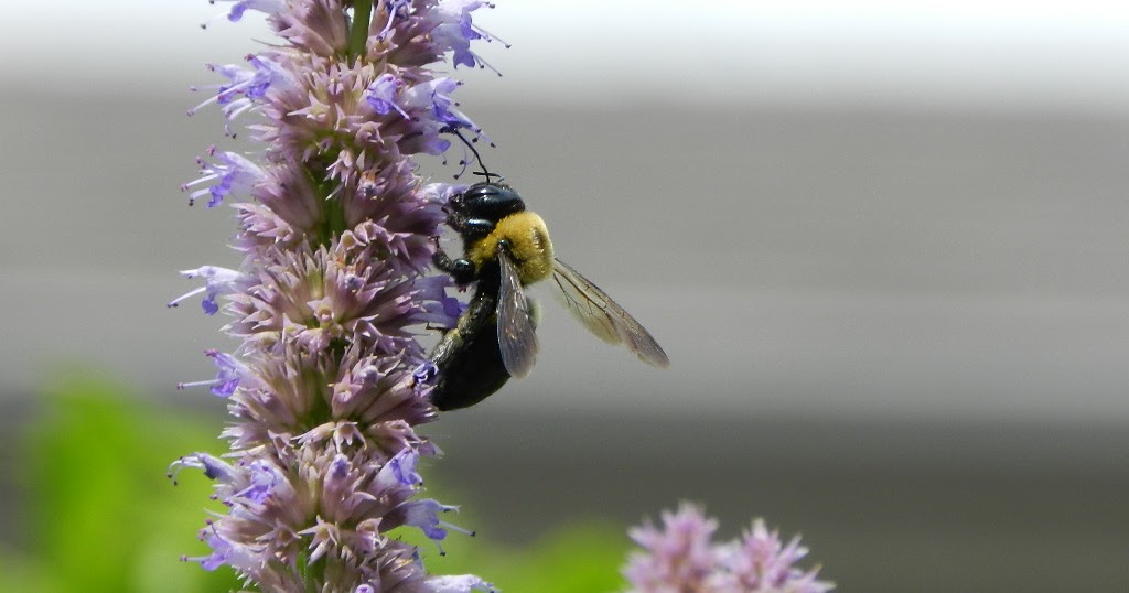 Dor de Vara : Insecte mici si harnice