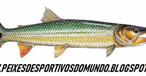 PEIXES DESPORTIVOS DO MUNDO: A BICUDA - Boulengerella cuvieri (Spix ...