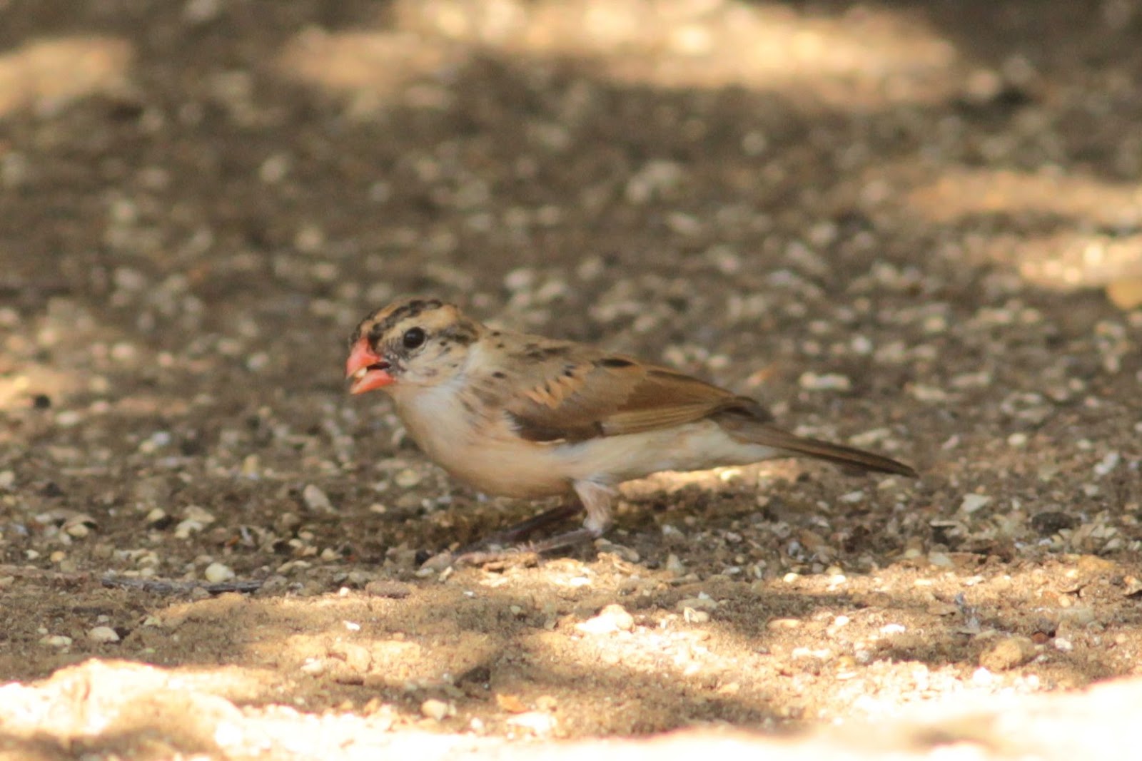 The Backyard Birder: The female pin-tailed whydah looks very different ...