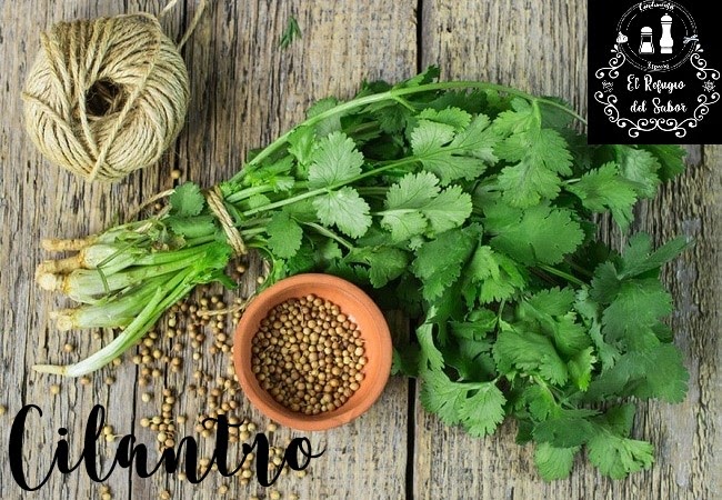 Condimentos y Especias El Refugio del Sabor: El Cilantro