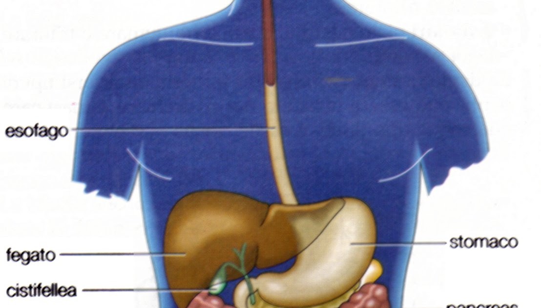Copét classe 2.0: L'apparato digerente