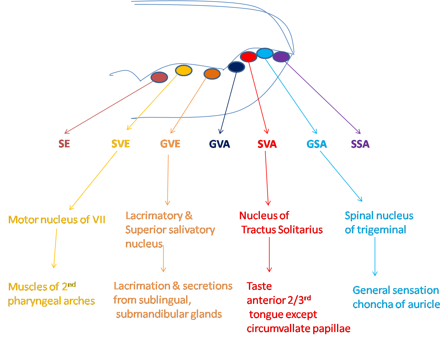 Anatomy for Medical Students - AnatomyVibes: Facial Nerve (VIIth ...