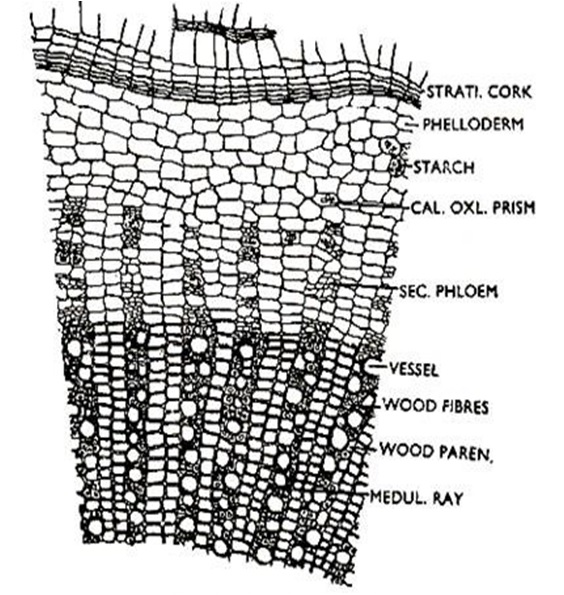 Isolation, Identification & Analysis of Reserpine (Rauwolfia)