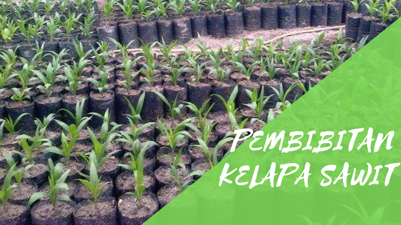 Cara Pembibitan Pada Tanaman Kelapa Sawit - Agribisnis Agrokompleks