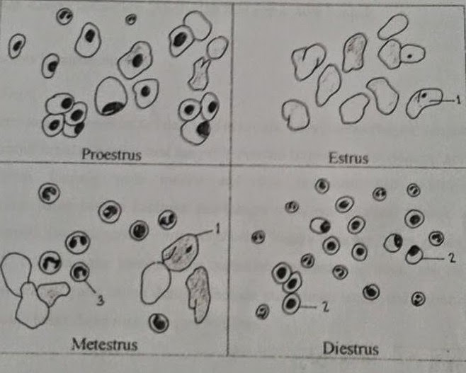 Biologi Reproduksi: Siklus Estrus Hewan Mamalia (Teori dan Praktikum)