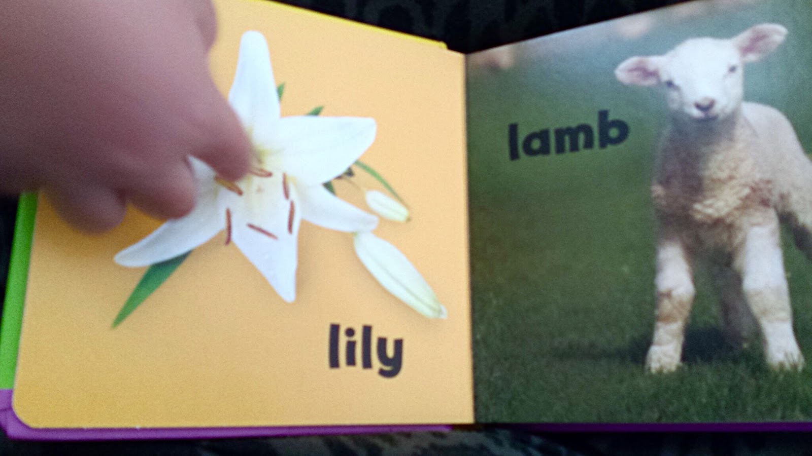 Rose and Her Lily: A Lily and Lamb