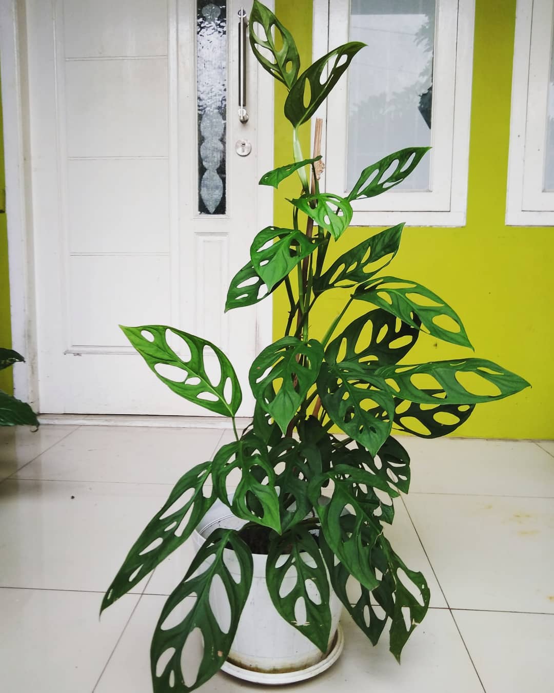 20 + BUNGA YANG LAGI VIRAL 2020 - theFikkar