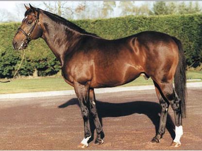 O NINHO DO ALBATROZ: SERIA O RASMUSSEN FACTOR O FATOR DA MANUTENÇÃO DE ...