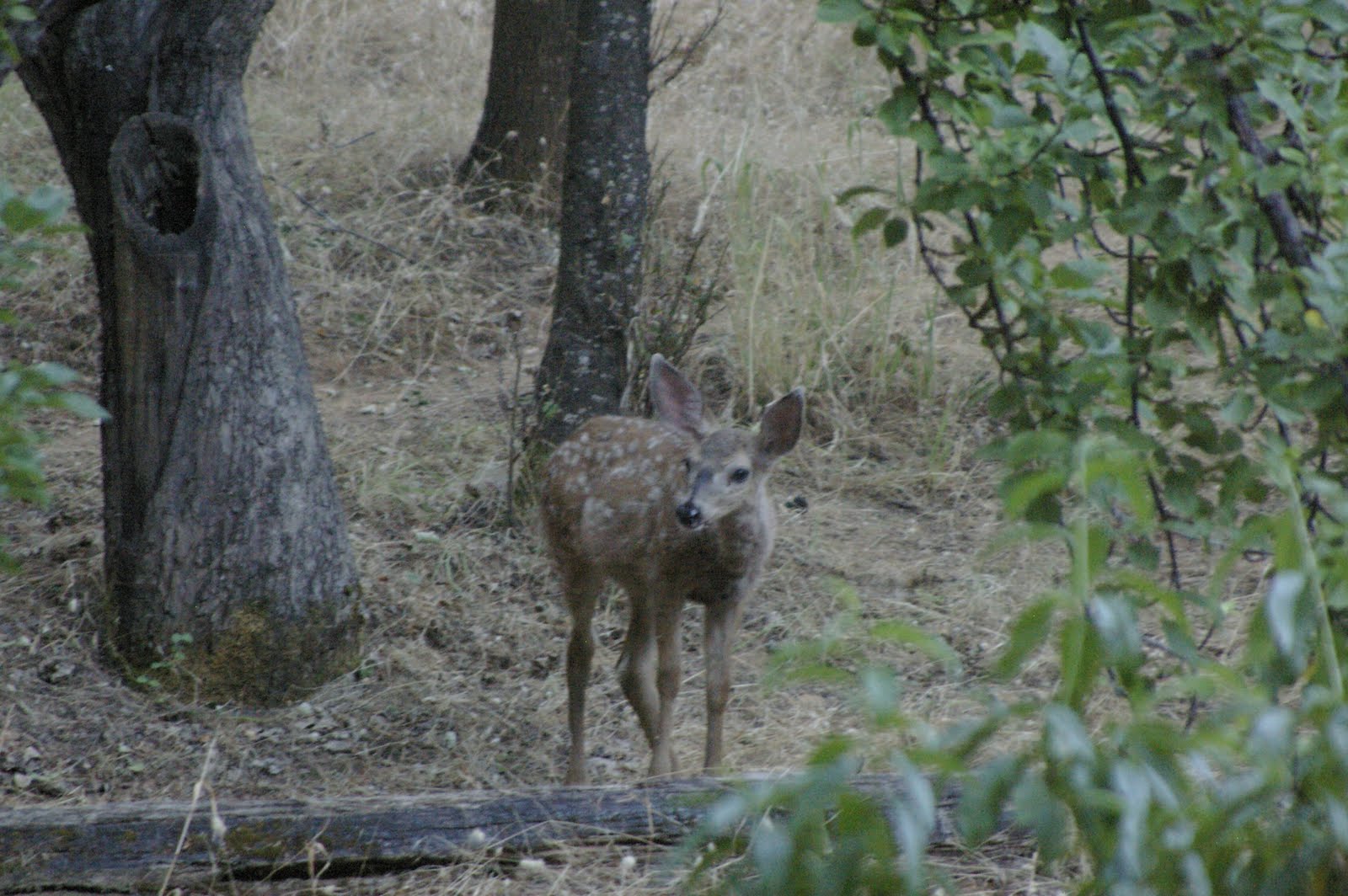 Out at Bob's: My Dear Deer Friends