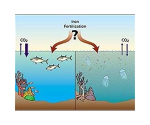 Terra Forming Terra: Results on Oceanic Iron Fertilization