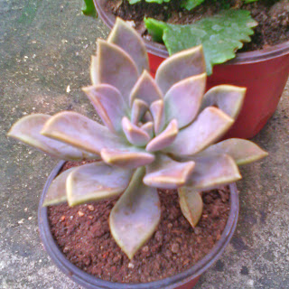 ¡Bienvenidos a mi nuevo proyecto!