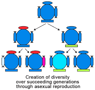 9. Heredity and Evolution | Class 10 CBSE | Web Notes | Part 1 ...